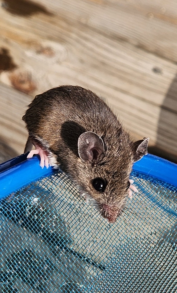 White-footed Mouse from Agbashi, Nasarawa, Nigeria on September 27 ...