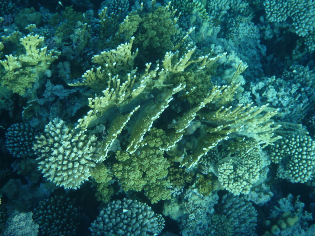 Litophyton in October 2011 by wojtest · iNaturalist