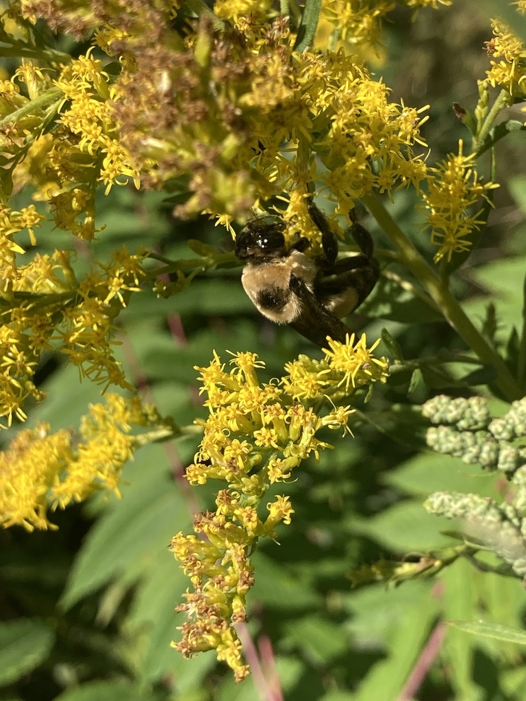Southern Plains Bumble Bee from Benton, MO, US on September 26, 2023 at ...