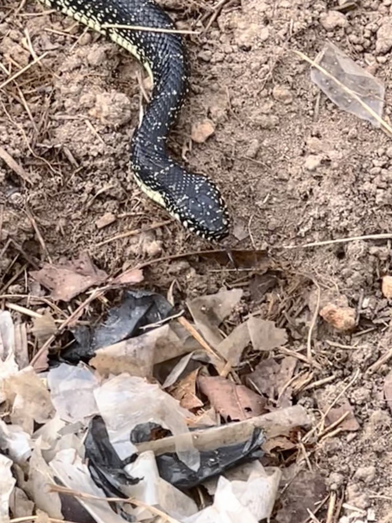 Black Kingsnake from Little River Canyon National Preserve, Fort Payne ...