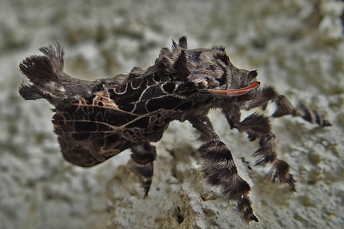 Dolecta gogoli · iNaturalist