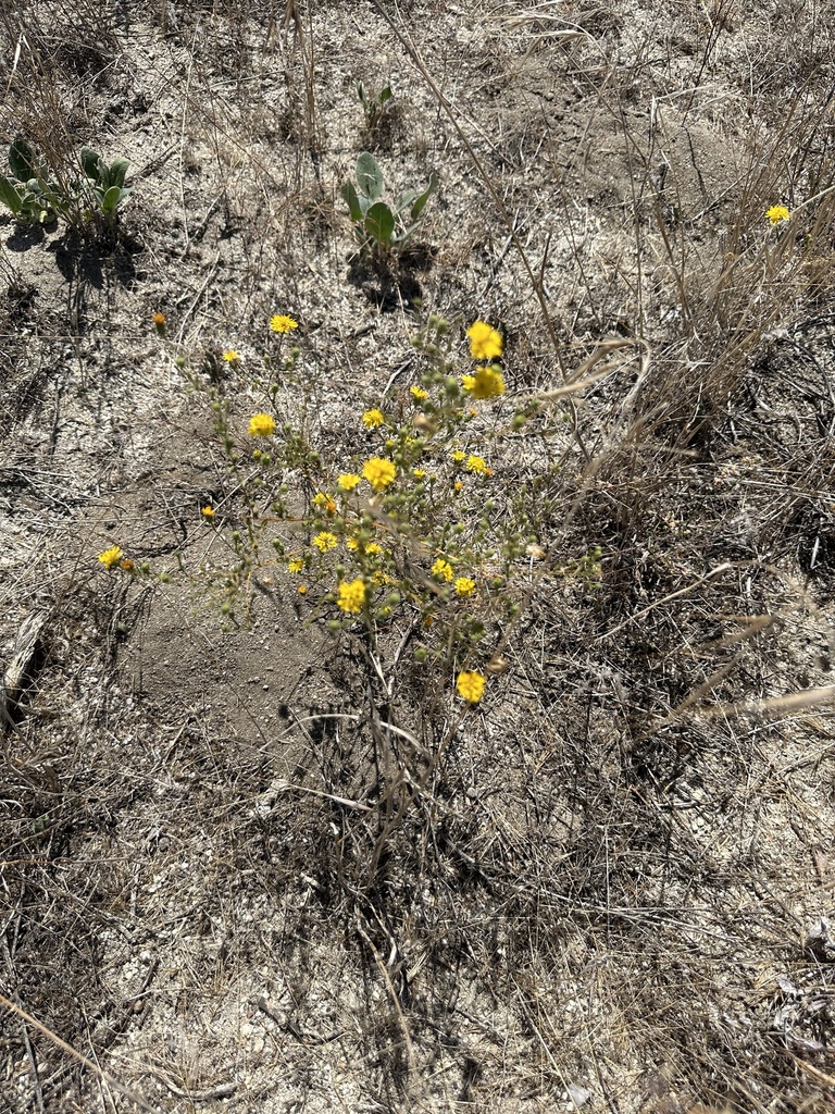 Valley Lessingia from Tiber St, Hemet, CA, US on September 25, 2023 at ...