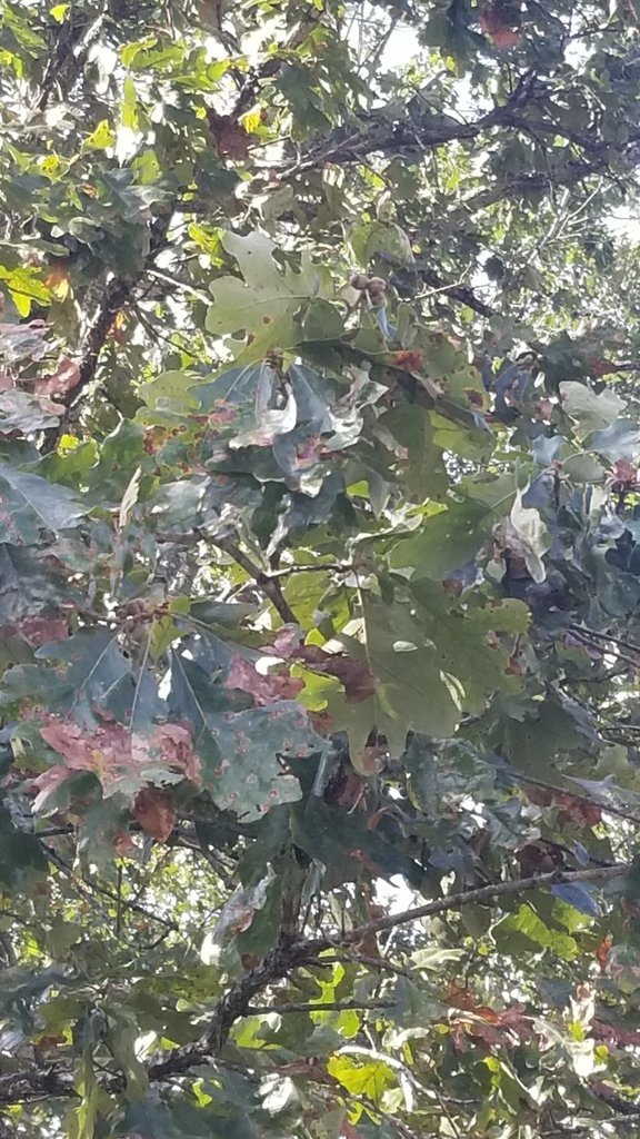 white oak from Huntington, WV, USA on September 27, 2023 at 11:37 AM by ...