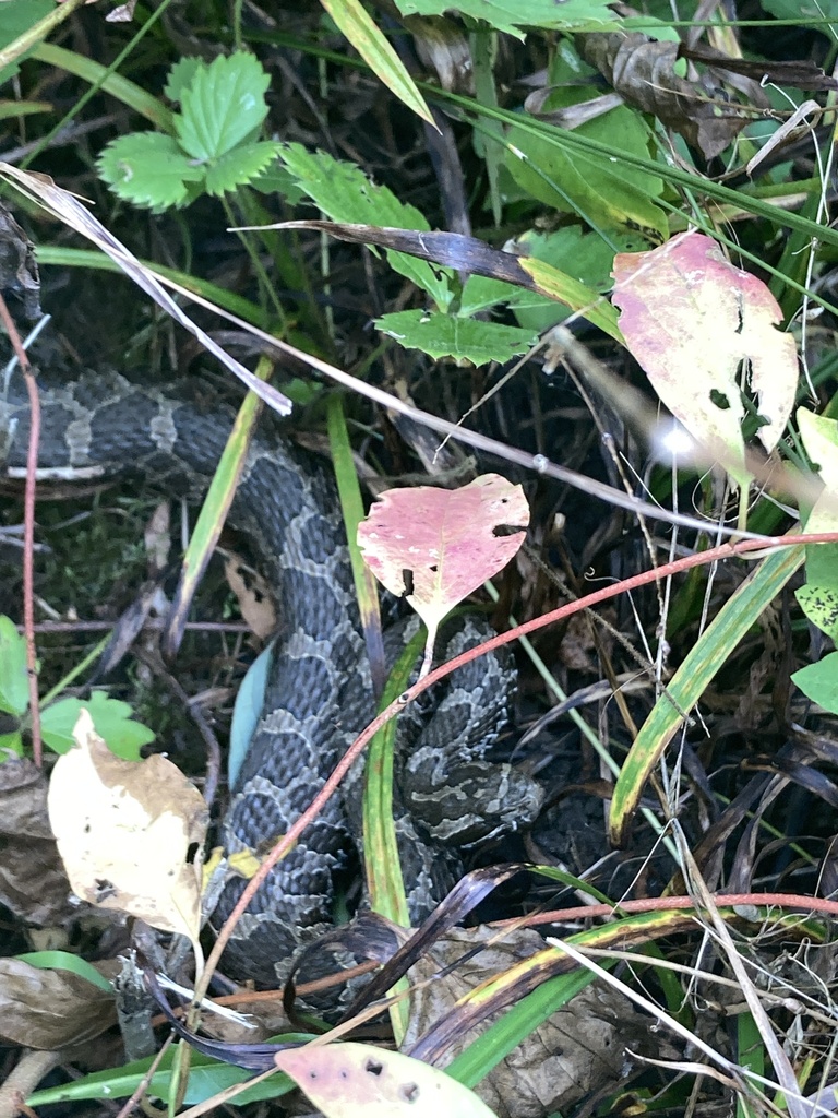 Massasauga in September 2023 by Santi Tabares. a most excellent snake ...
