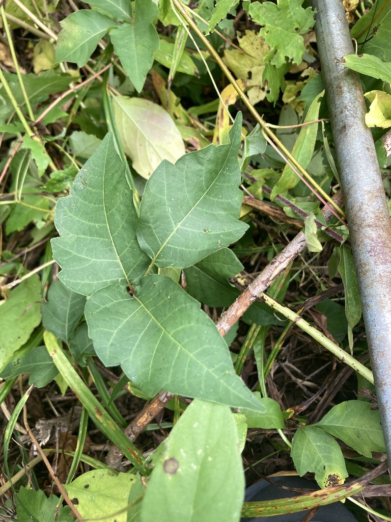 eastern poison ivy in September 2023 by Santi Tabares. good to know I ...