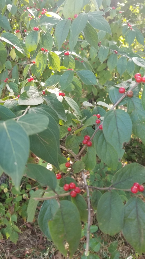 dicots from Huntington, WV, USA on September 27, 2023 at 11:46 AM by ...