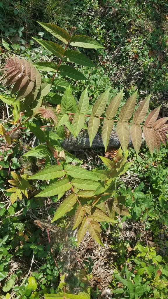 soapberries, cashews, mahoganies, and allies from Huntington, WV, USA ...
