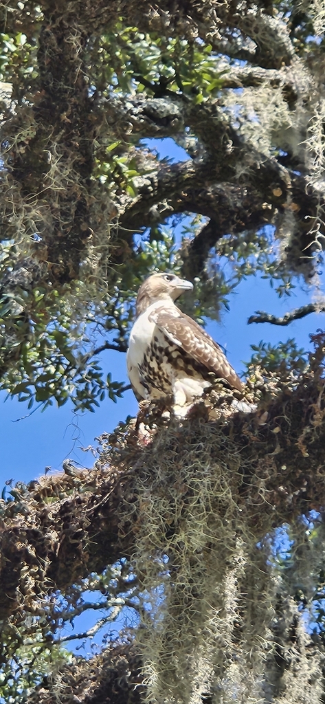 Red-tailed Hawk from Tallahassee, FL 32304, USA on September 22, 2023 ...