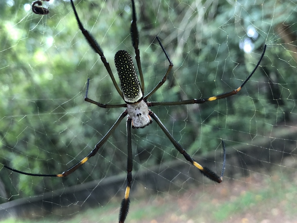 Golden Silk Spider from 06709-530, Cotia, SP, BR on February 13, 2019 ...