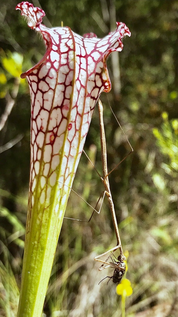 American Grass Mantis from Milton, FL, US on August 24, 2019 at 02:58 ...