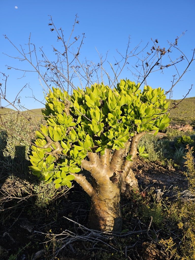 Botterboom from Hantam Municipality, South Africa on September 26, 2023 ...
