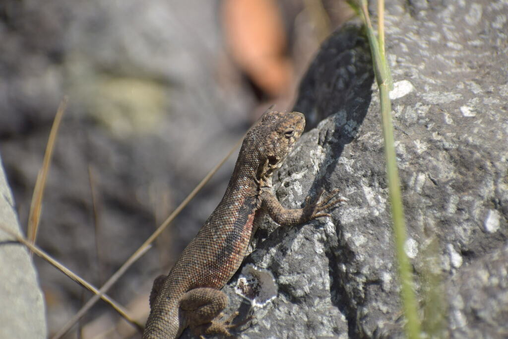 San Francisco River Smooth-throated Lizard from Santiago Province ...