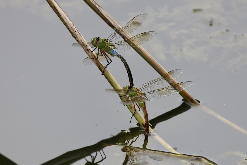 Anax julius from Tokai, Ota City, Tokyo 143-0001, Japan on September 15 ...
