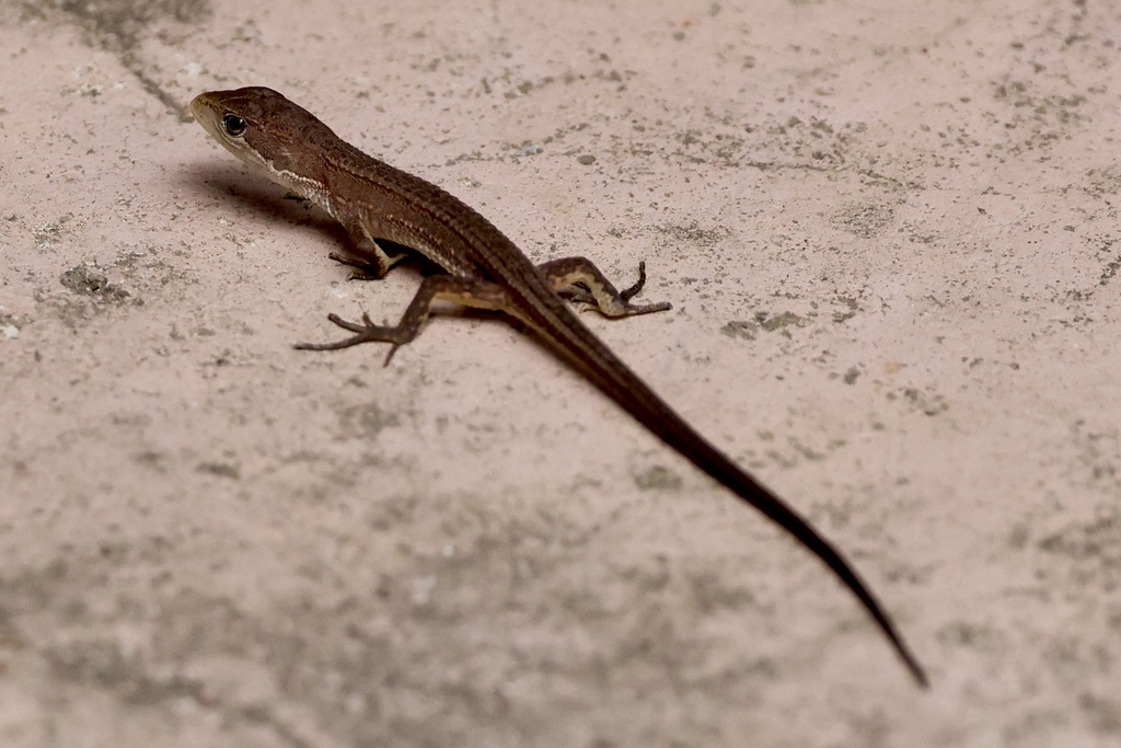 Japanese Grass Lizard from Tokai, Ota City, Tokyo 143-0001, Japan on ...