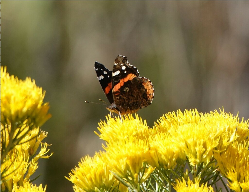 Red Admiral from Denver Audubon Nature Center on September 27, 2023 at ...