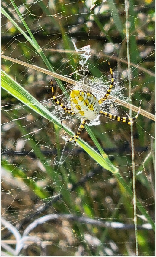 Banded Garden Spider from Denver Audubon Nature Center on September 27 ...