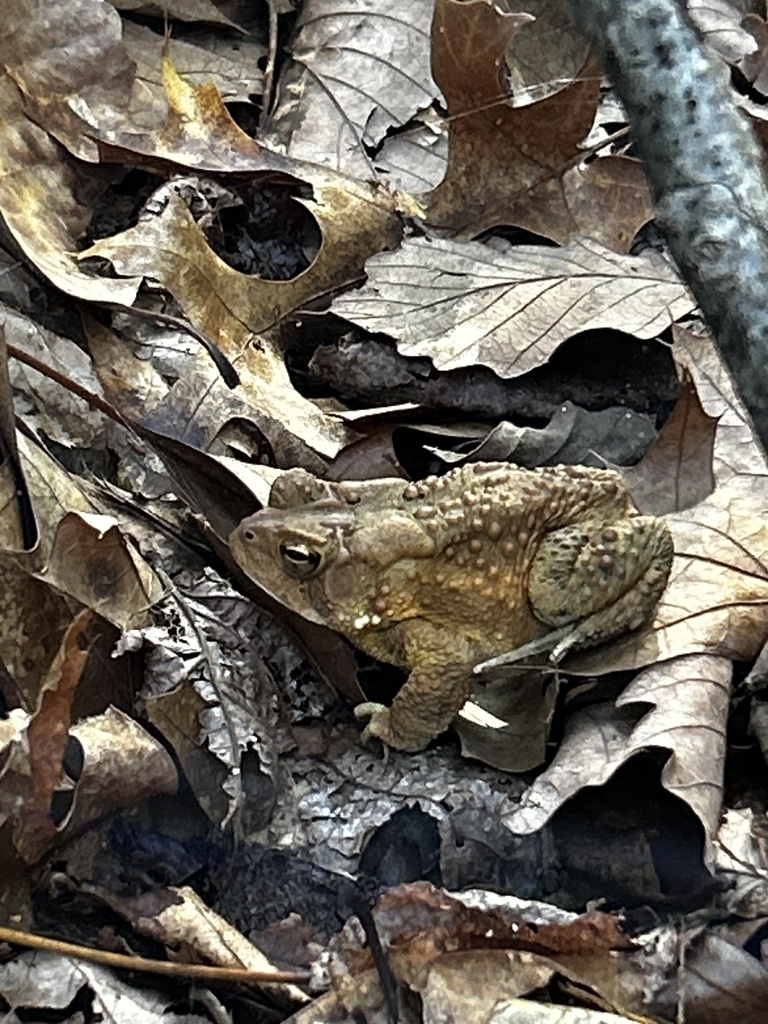 American Toad from Oregon Ridge Park, Cockeysville, MD, US on September ...