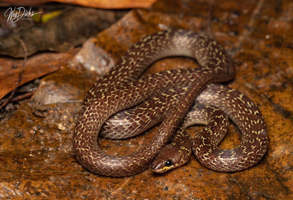 Common Wolf Snake from Ko Phuket, Kathu, Phuket, TH on August 8, 2023 ...