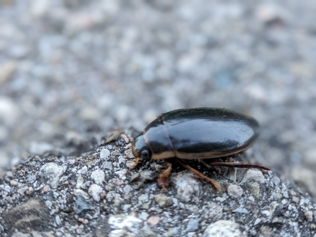 Dytiscus from Erin on September 27, 2023 at 07:05 PM by Bryan Dowkes ...