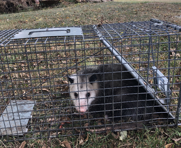 Virginia Opossum from N Main St, Springboro, OH, US on September 26 ...