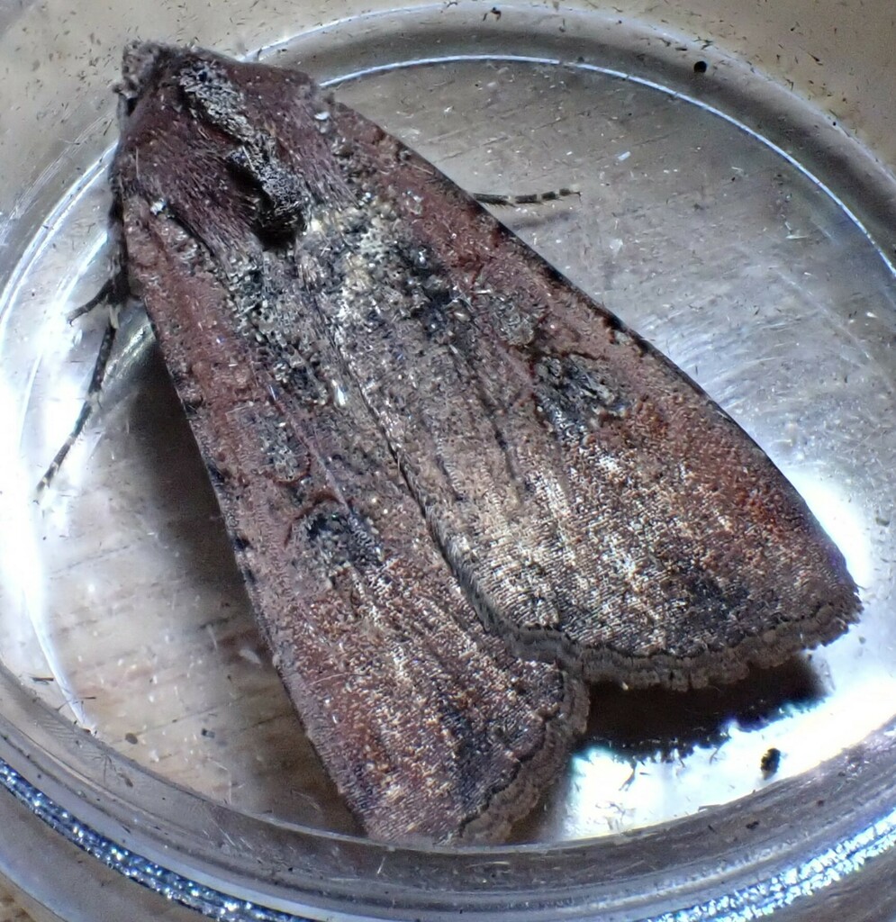 Variegated Cutworm Moth from 1011 East West Rd, Pelee Island, ON N0R ...