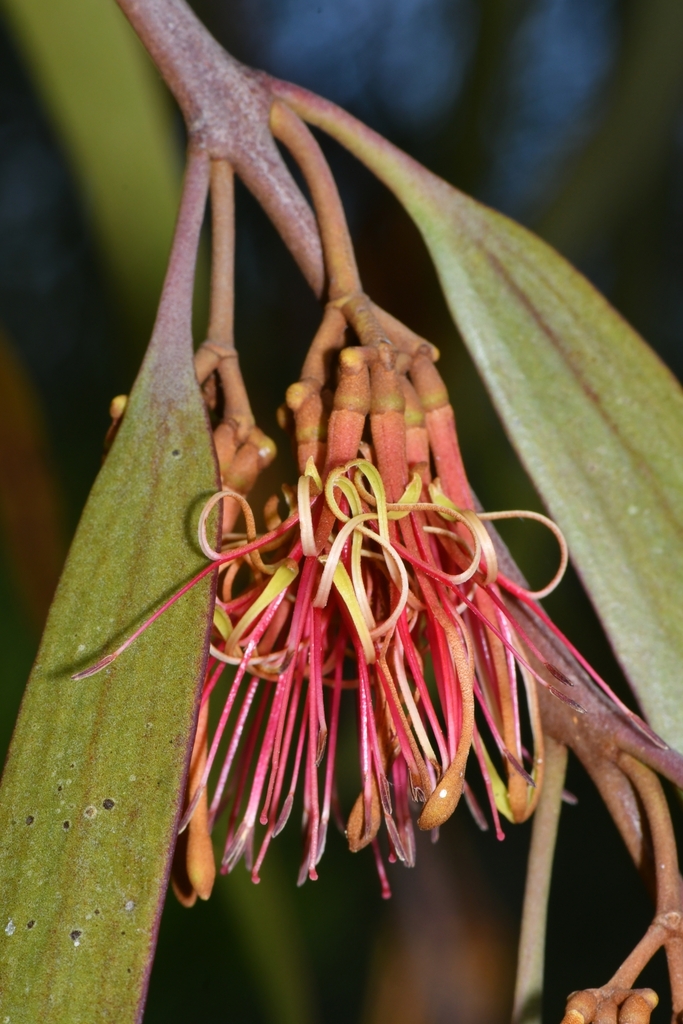 drooping mistletoe from Frankston South VIC 3199, Australia on ...