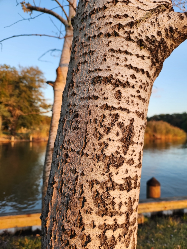 white poplar from Lake Shore, MD 21122, USA on September 27, 2023 at 06 ...