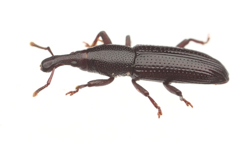 Oxydema longula · iNaturalist