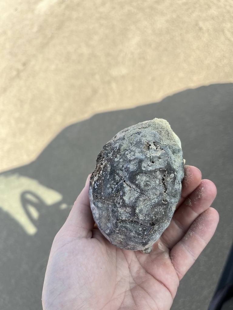 Andira galeottiana in September 2023 by Andrew Orgill · iNaturalist