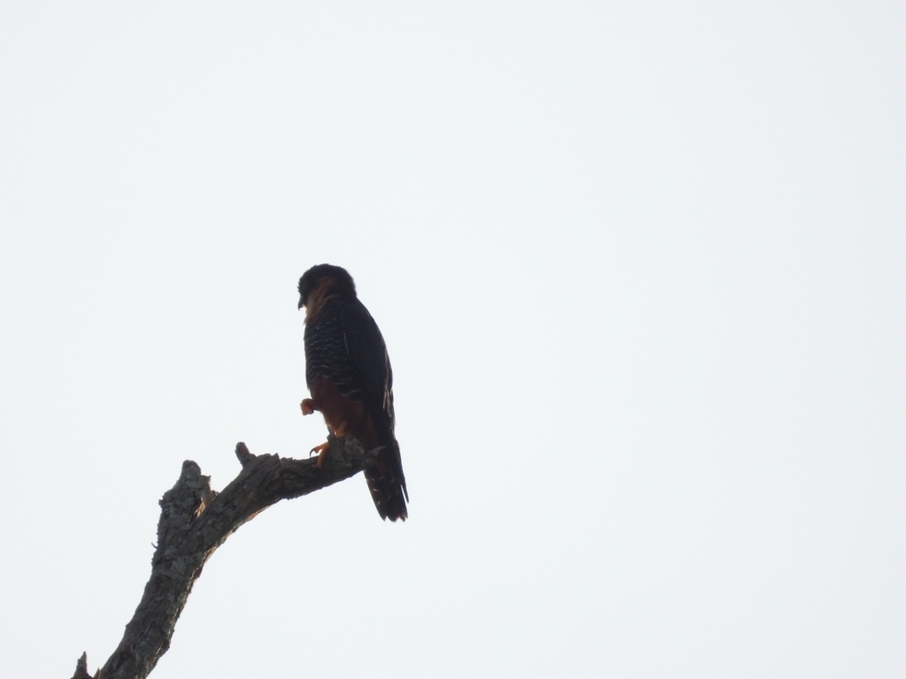 Bat Falcon from Fortul, Arauca, Colombia on September 27, 2023 at 06:50 ...