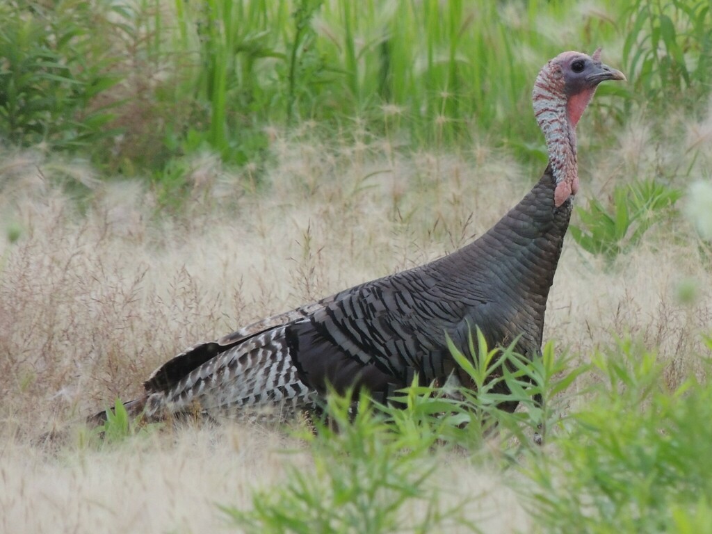Wild Turkey from De Pere, WI, USA on July 21, 2023 at 06:05 AM by Alba ...