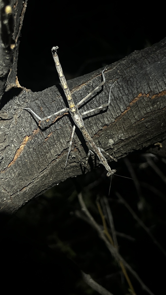 Austrovates variegata from Kynuna, QLD, AU on September 27, 2023 at 07: ...