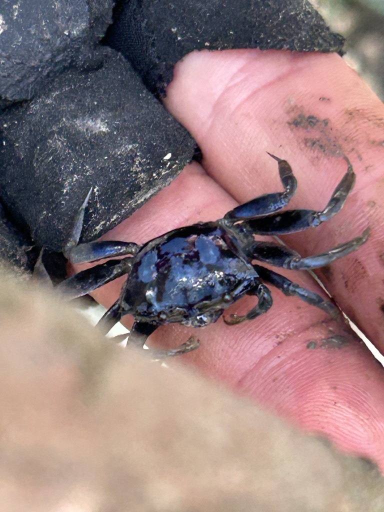 Indo-West Pacific Fiddler Crabs from Bray Park, Boyne Island, QLD, AU ...