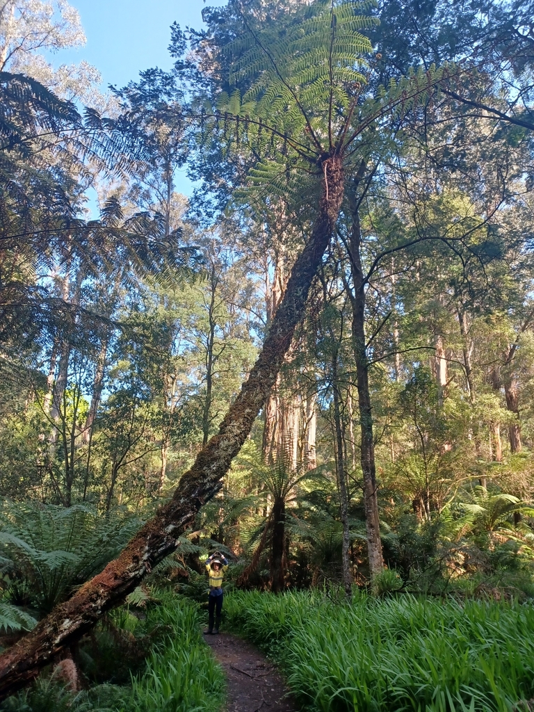 slender tree fern from Monbulk VIC 3793, Australia on September 28 ...