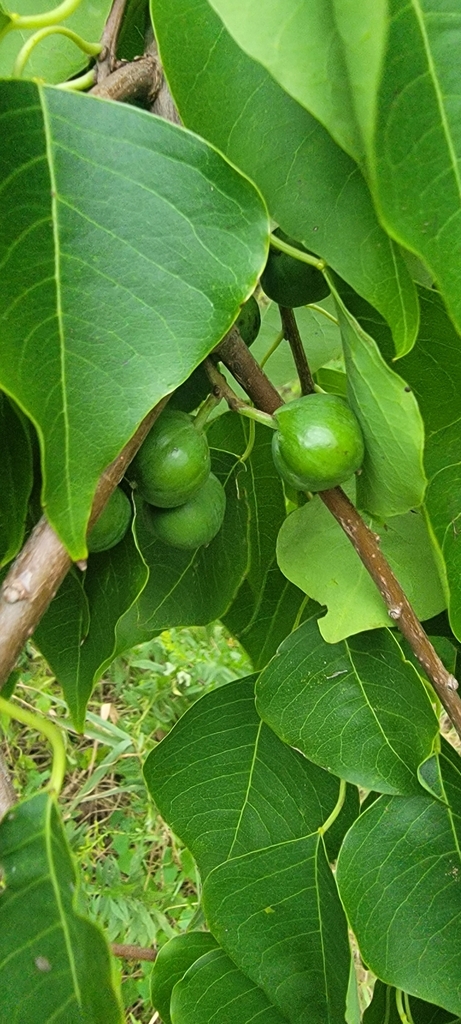 Chinese Tallow in September 2023 by Cynthia Morris · iNaturalist