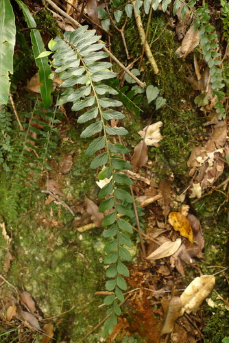 Asplenium paleaceum · iNaturalist