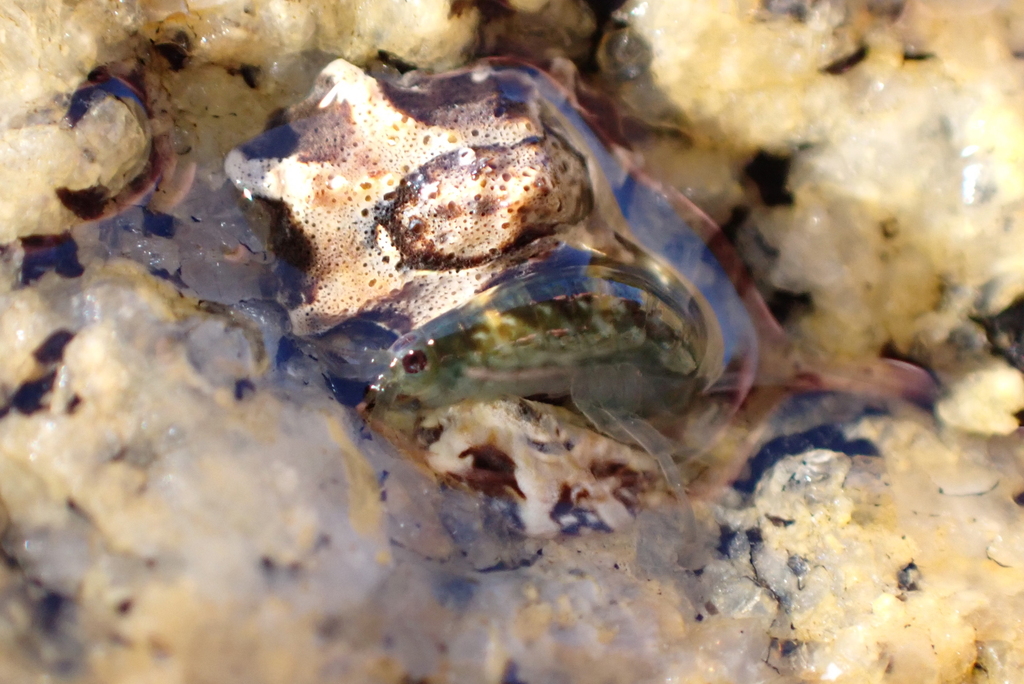 Hyalidae from King Island, TAS, Australia on September 24, 2023 at 04: ...