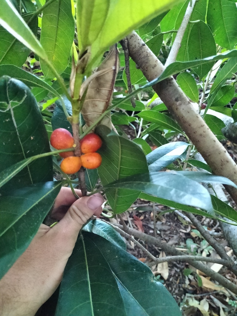 Mountain Fig from Palmwoods QLD 4555, Australia on September 26, 2023 ...