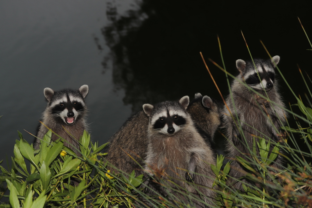 Common Raccoon from Stow Lake, San Francisco, CA, US on September 27 ...