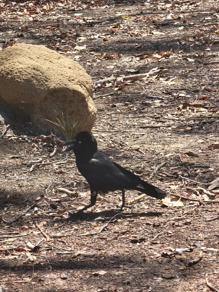 Torresian Crow from Birdum NT 0852, Australia on September 23, 2023 at ...