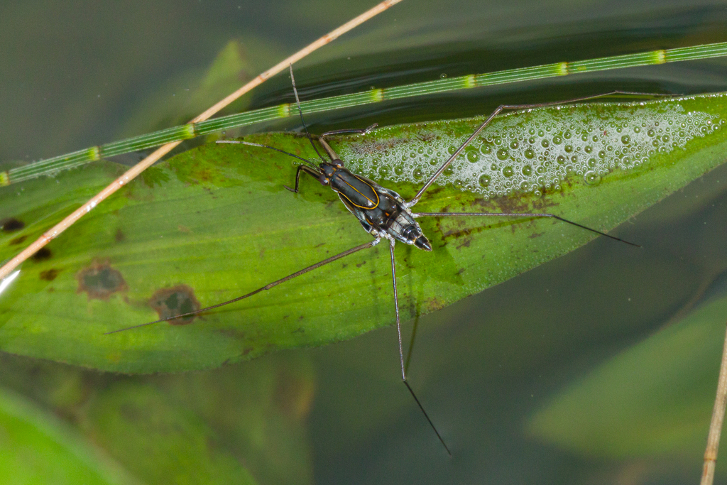 Limnogonus fossarum from Tallebudgera Valley QLD 4228, Australia on ...