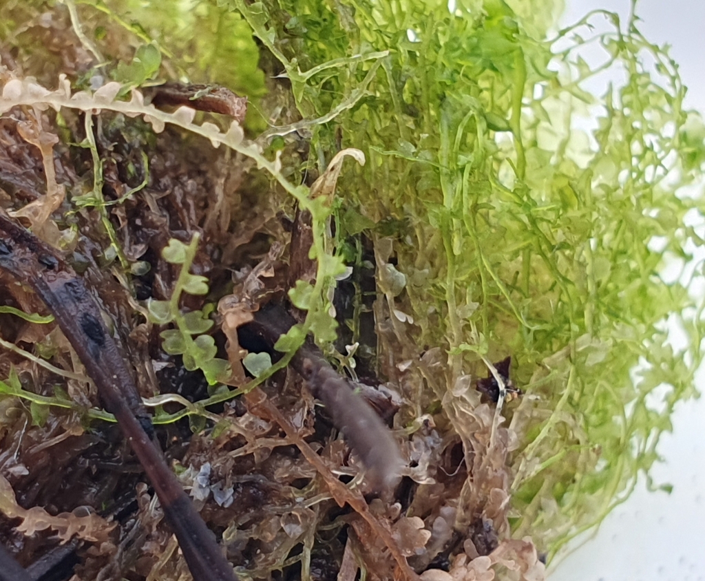 Inflated Notchwort from 742 96 Gräsö, Sverige on September 27, 2023 at ...