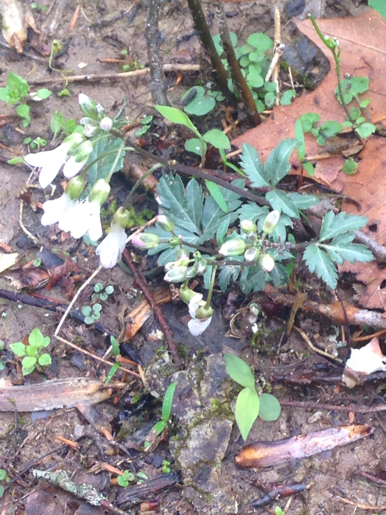 Slender toothwort (Vegetation of Georgia Blue Ridge) · iNaturalist