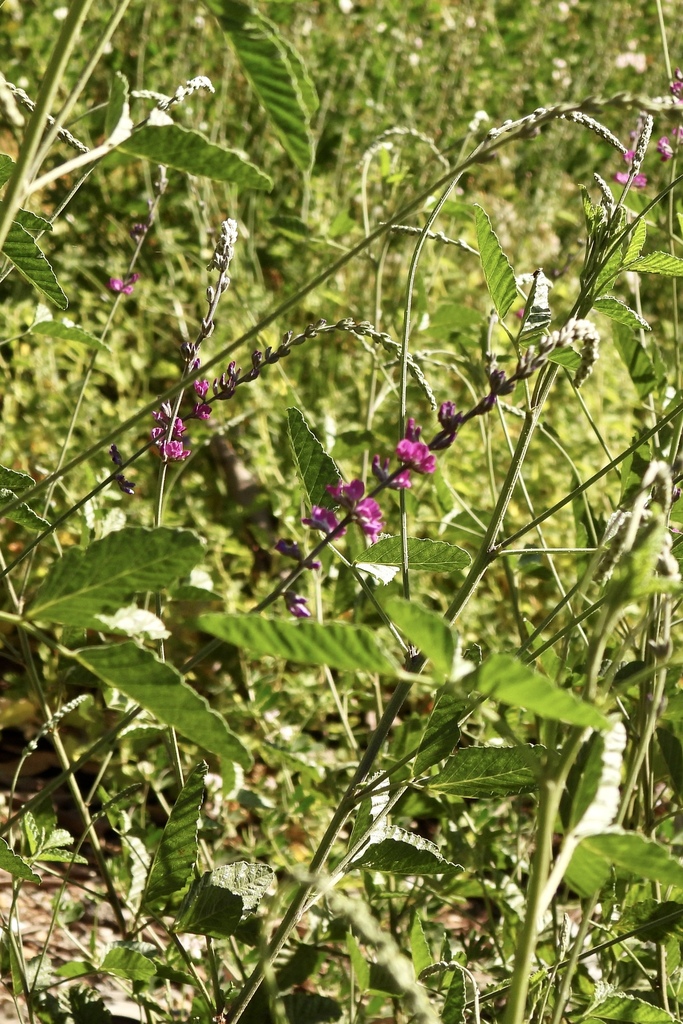 native scurf-pea from Greenways Shack Rd, Nildottie SA 5238, Australia ...
