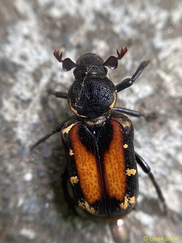 Clinterocera nigra from 臺灣島, 礁溪鄉, ILA, TW on September 28, 2023 at 09: ...