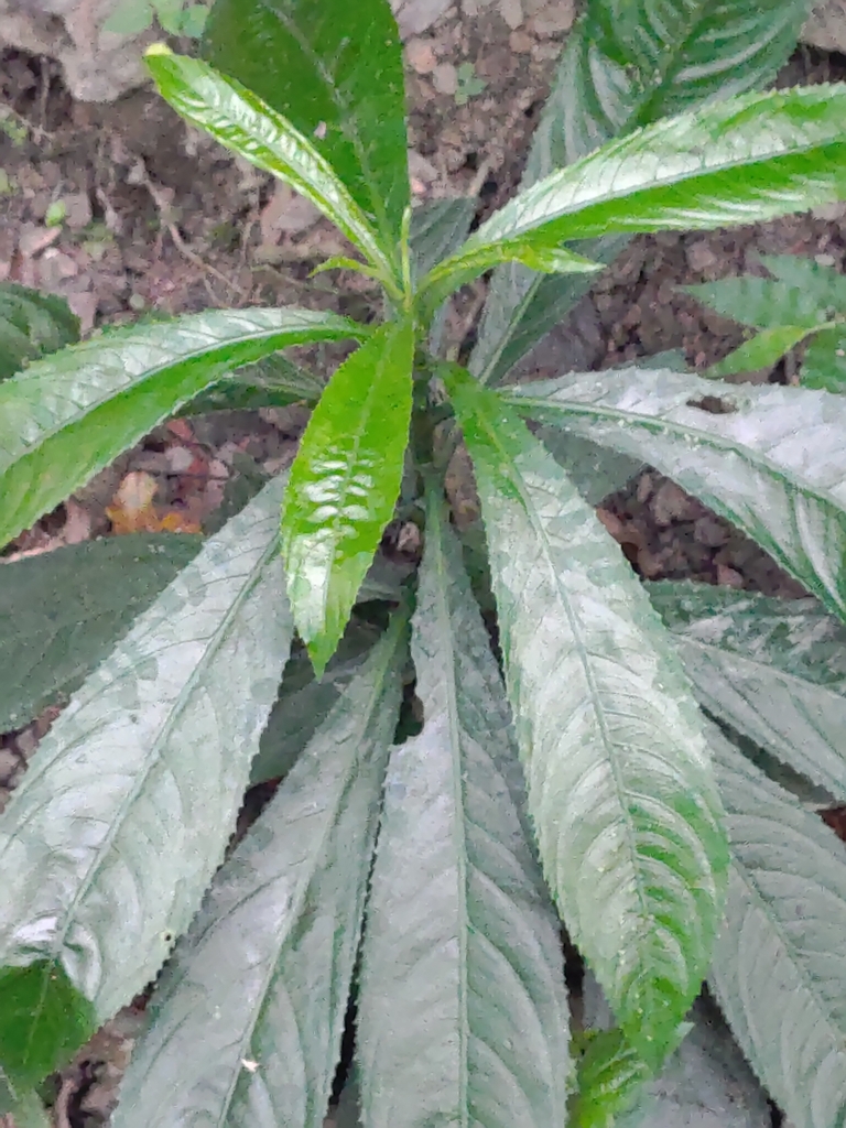 Blumea lanceolaria from Nantou, TW-TA, TW on September 28, 2023 at 05:36 PM by 古國順 · iNaturalist