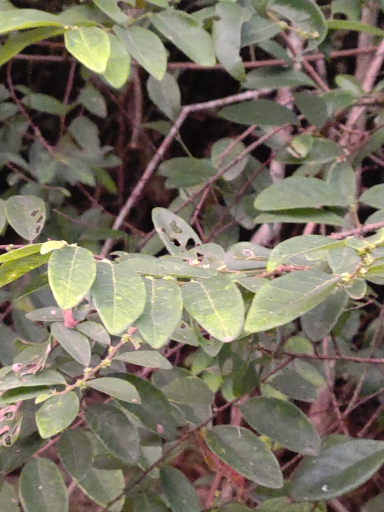 Pop-gun Seed from Nantou, TW-TA, TW on September 28, 2023 at 05:49 PM ...