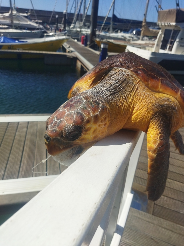 Loggerhead Sea Turtle in July 2023 by João Diogo Veiga · iNaturalist