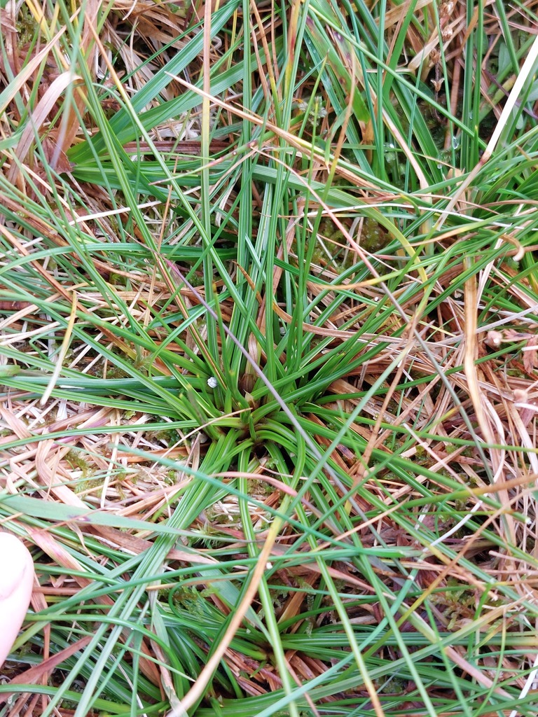 heath rush from Tórshavnar, Faroe Islands on September 27, 2023 at 02: ...