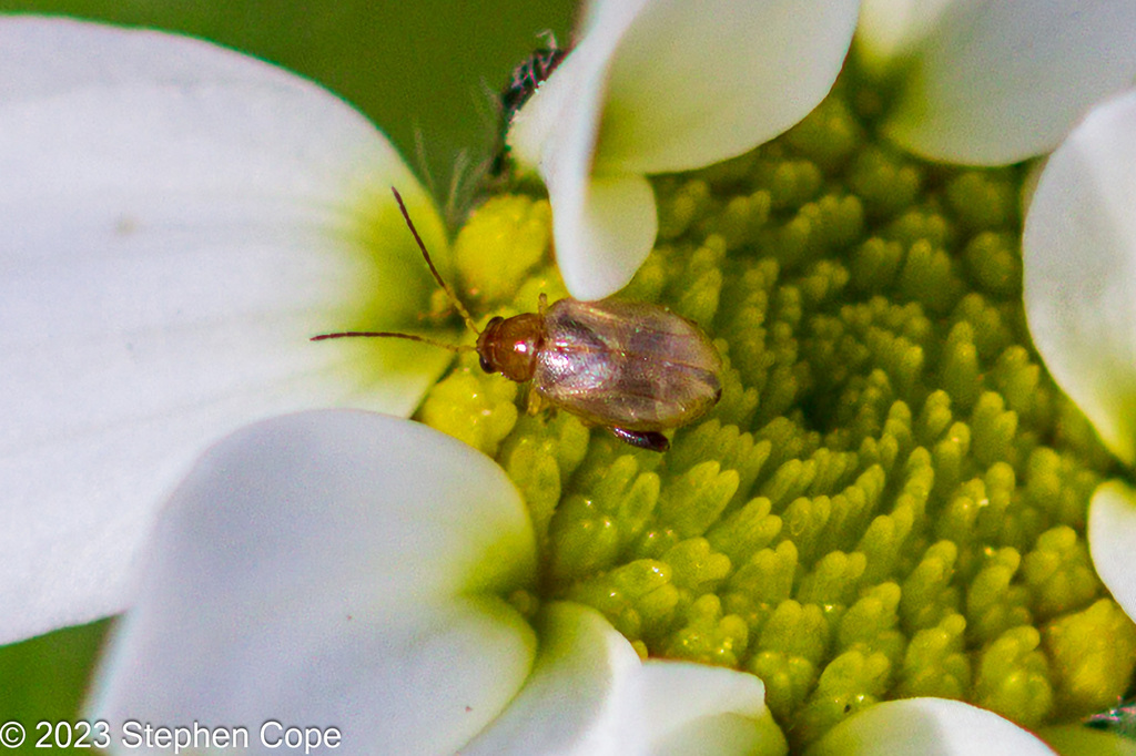 Campylomma from oria andalucia spain on April 23, 2020 at 09:53 AM by ...